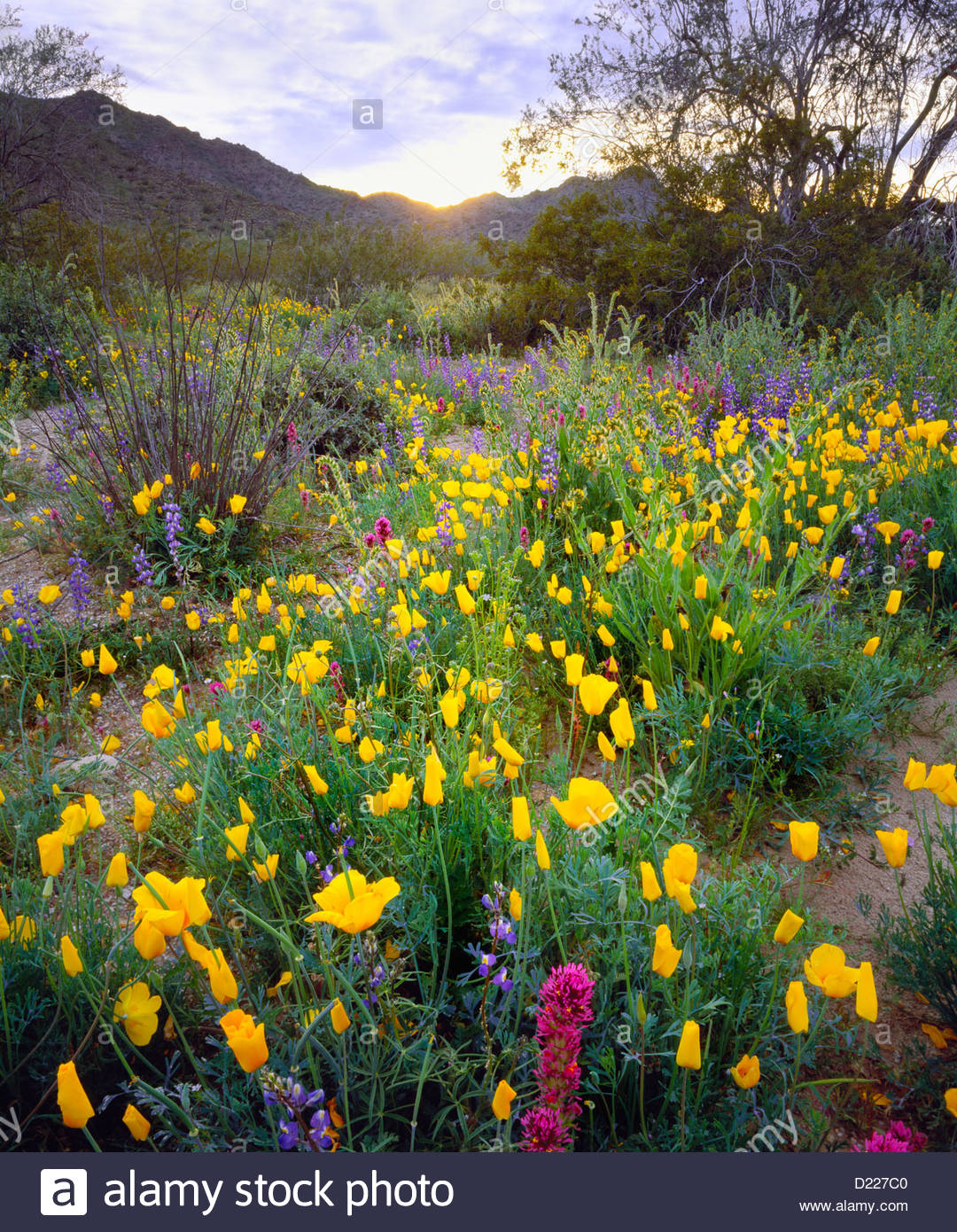 Sonoran Desert Wildflowers High Resolution Stock Photography and Images ...
