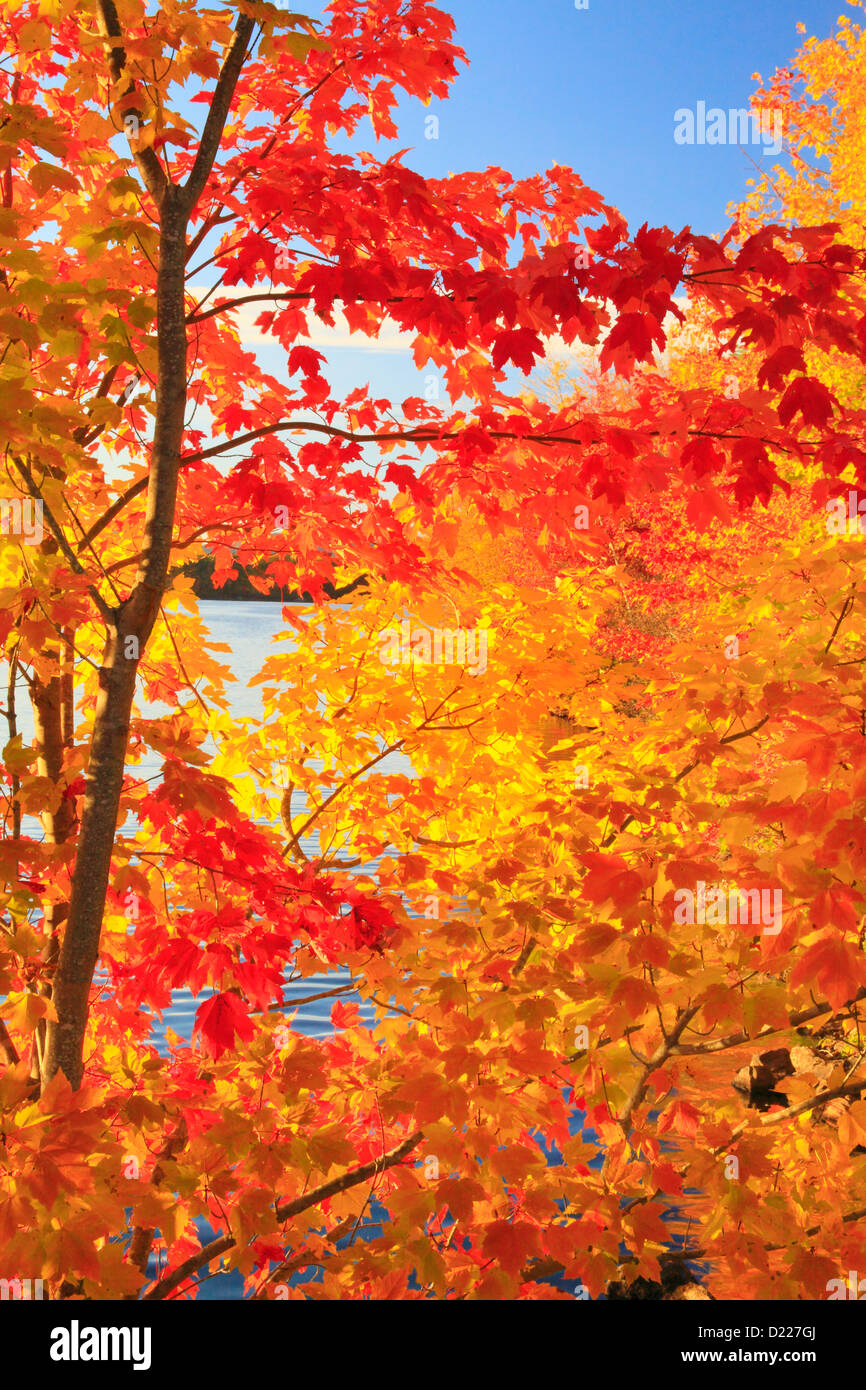 Megunticook Lake High Resolution Stock Photography and Images - Alamy