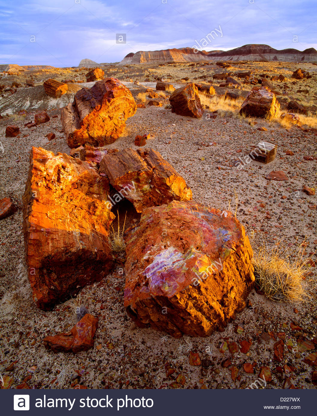 Petrified Forest Arizona Stock Photos & Petrified Forest Arizona Stock ...