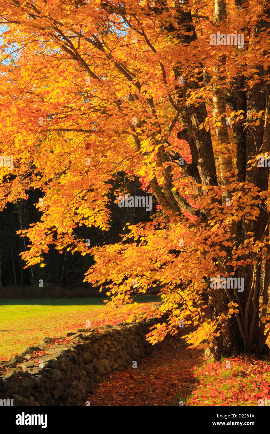 Rock maple tree hi-res stock photography and images - Alamy