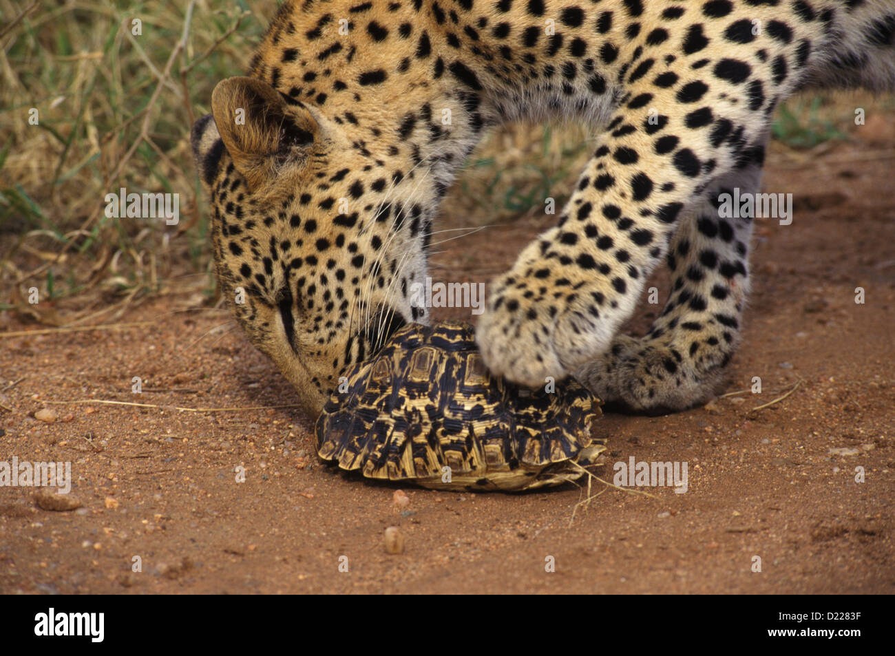 Photos of Africa, Leopard try to eat a leopard tortoise Stock Photo - Alamy