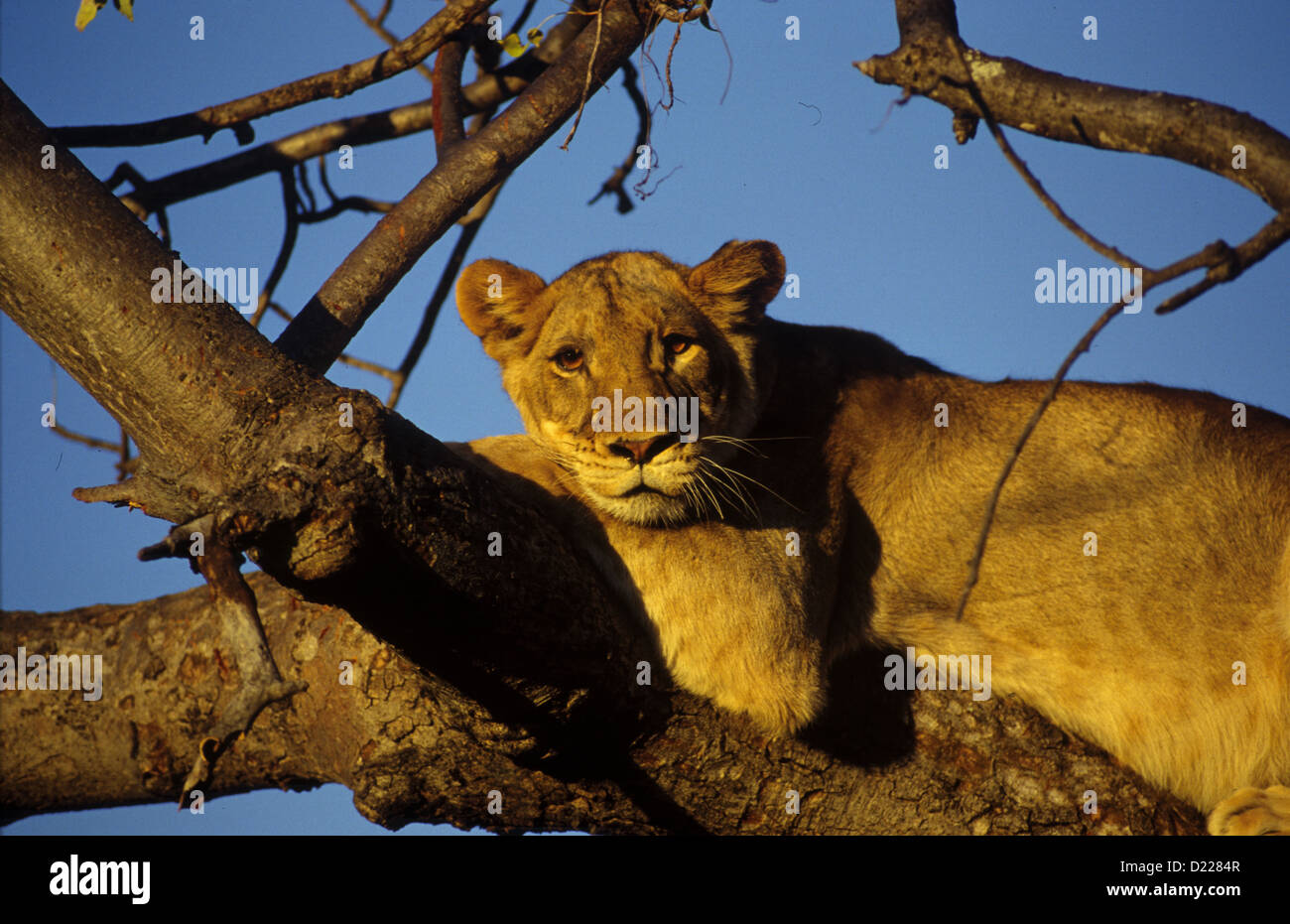 Photos of Africa, Young Lion lay in tree Stock Photo - Alamy