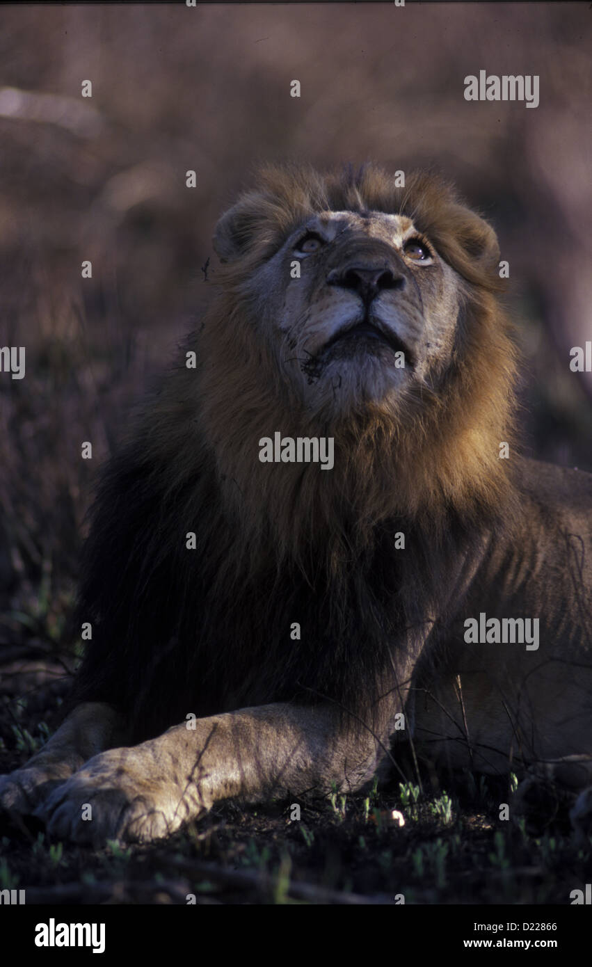 Photos of Africa, Male Lion looking up Stock Photo - Alamy