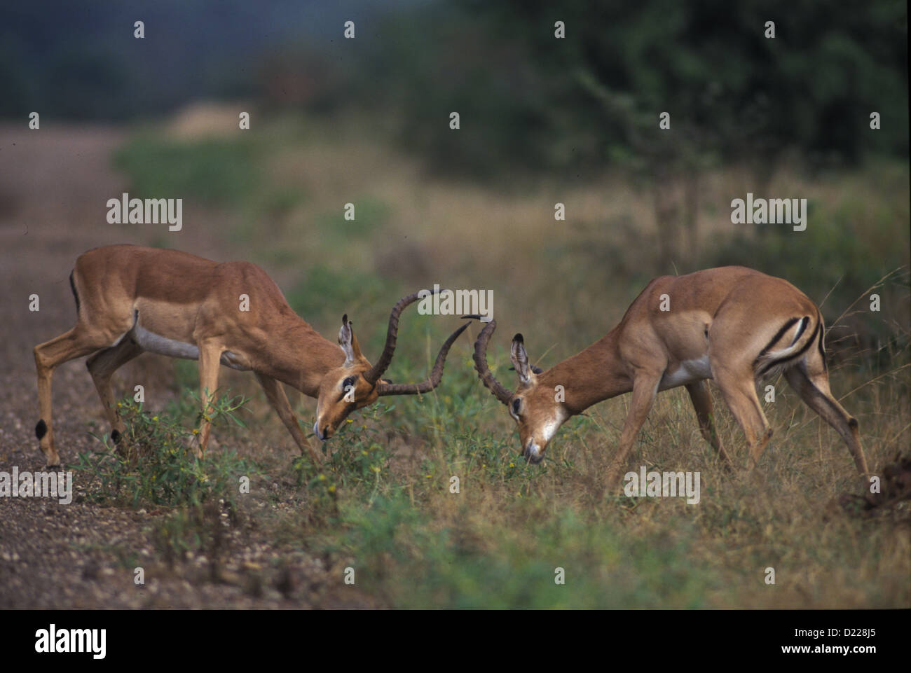 Photos of Africa, Impalas fighting next to road Stock Photo - Alamy