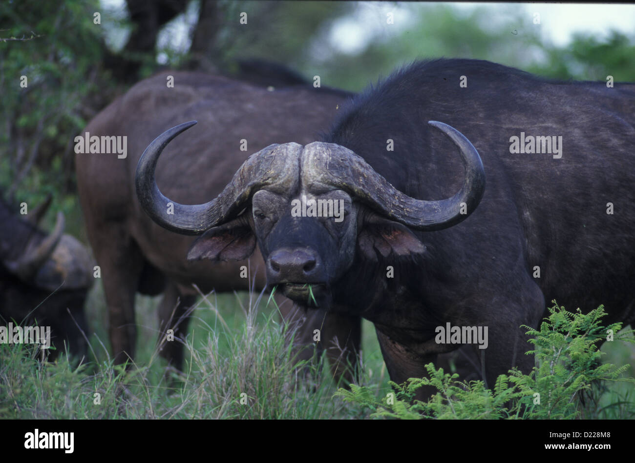 Photos of Africa, African Buffalo in water Stock Photo - Alamy