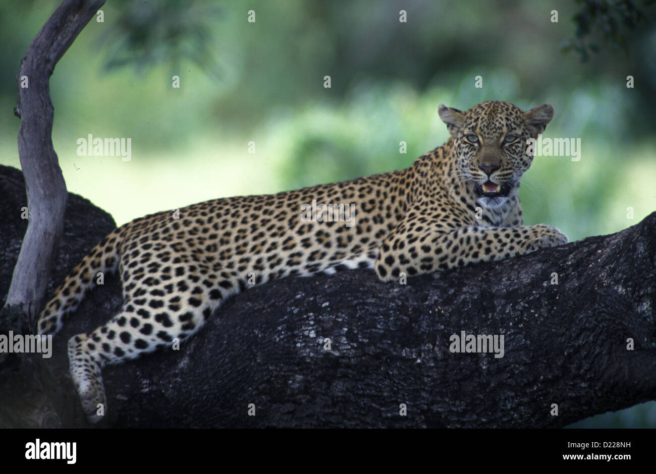 Photos of Africa, Leopard in big tree Stock Photo - Alamy
