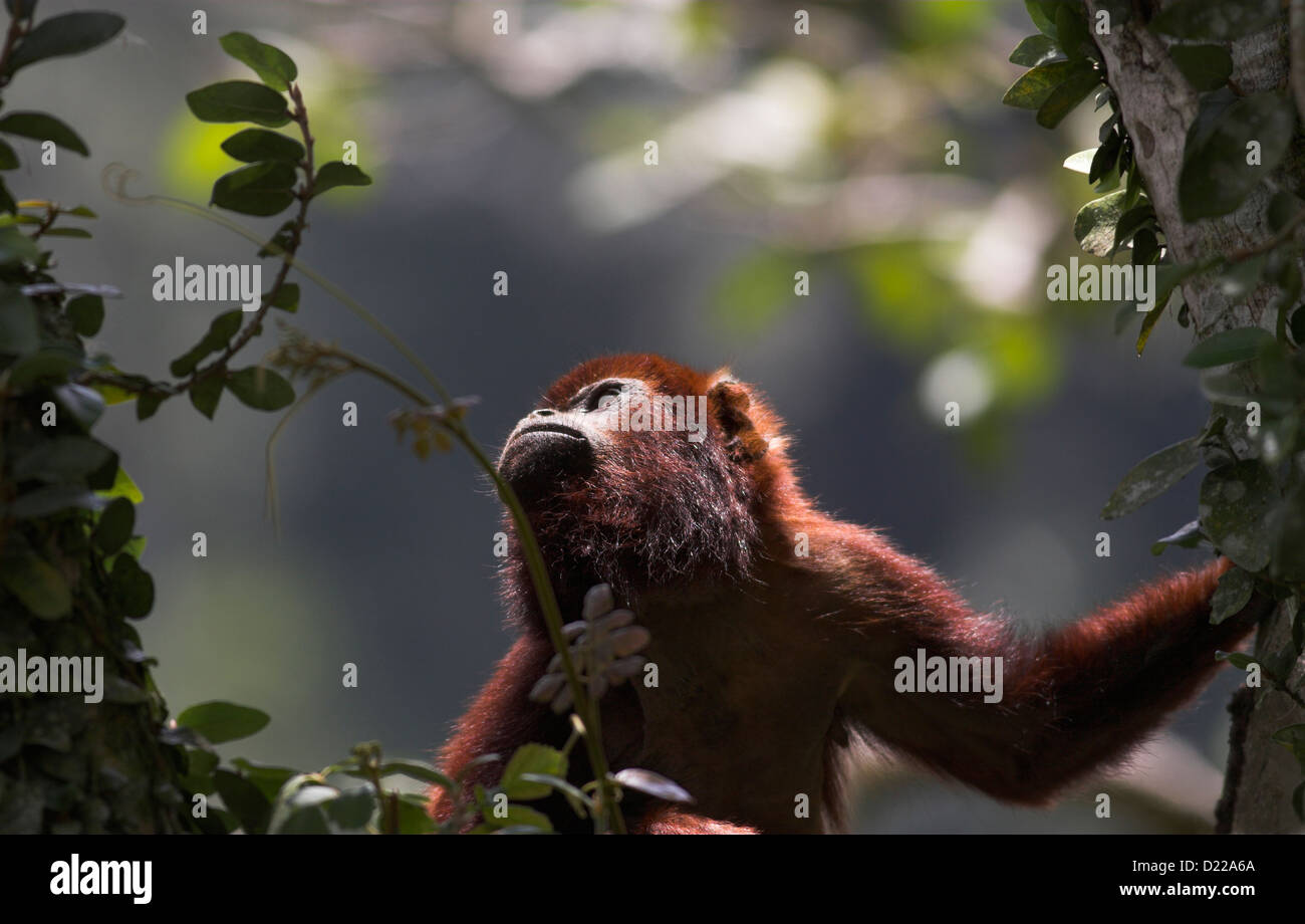 RED HOWLER monkey (Alouatta seniculus) Henri Pittier NP, Venezuela ...