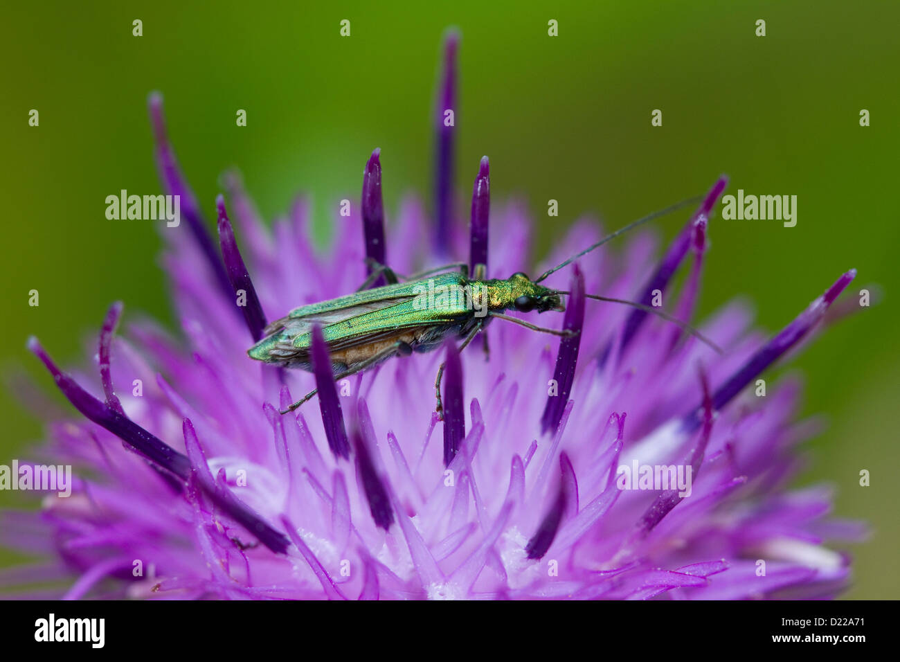 THICK-LEGGED FLOWER BEETLE (Oedemera nobilis) on Common Knapweed ...