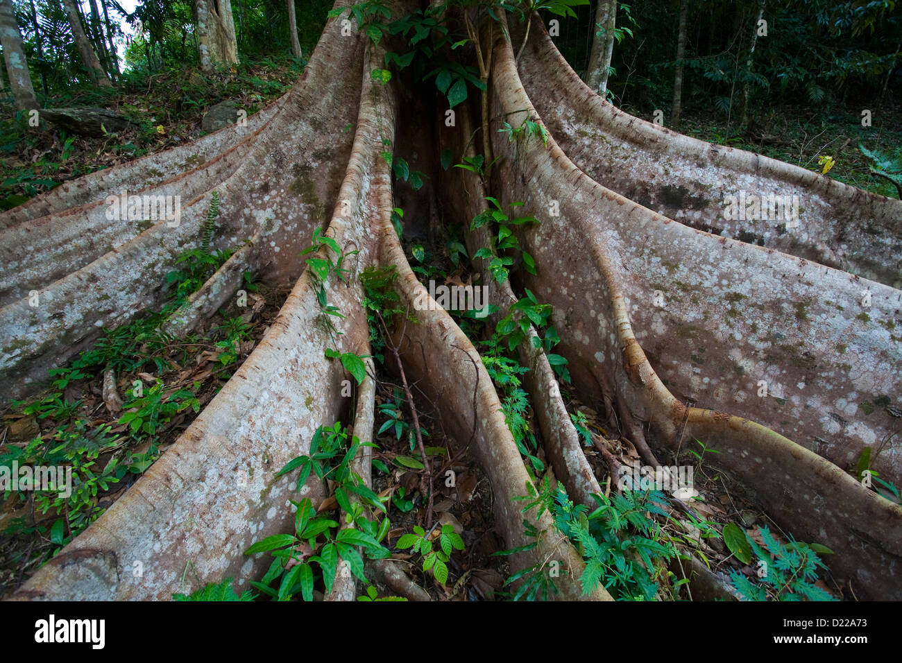 Buttress root hi-res stock photography and images - Alamy