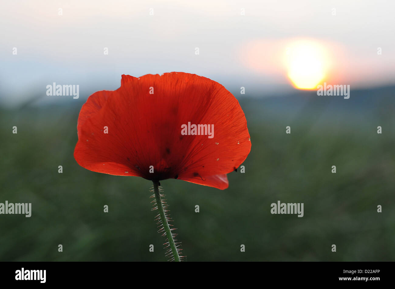 Lone red poppy hi-res stock photography and images - Alamy