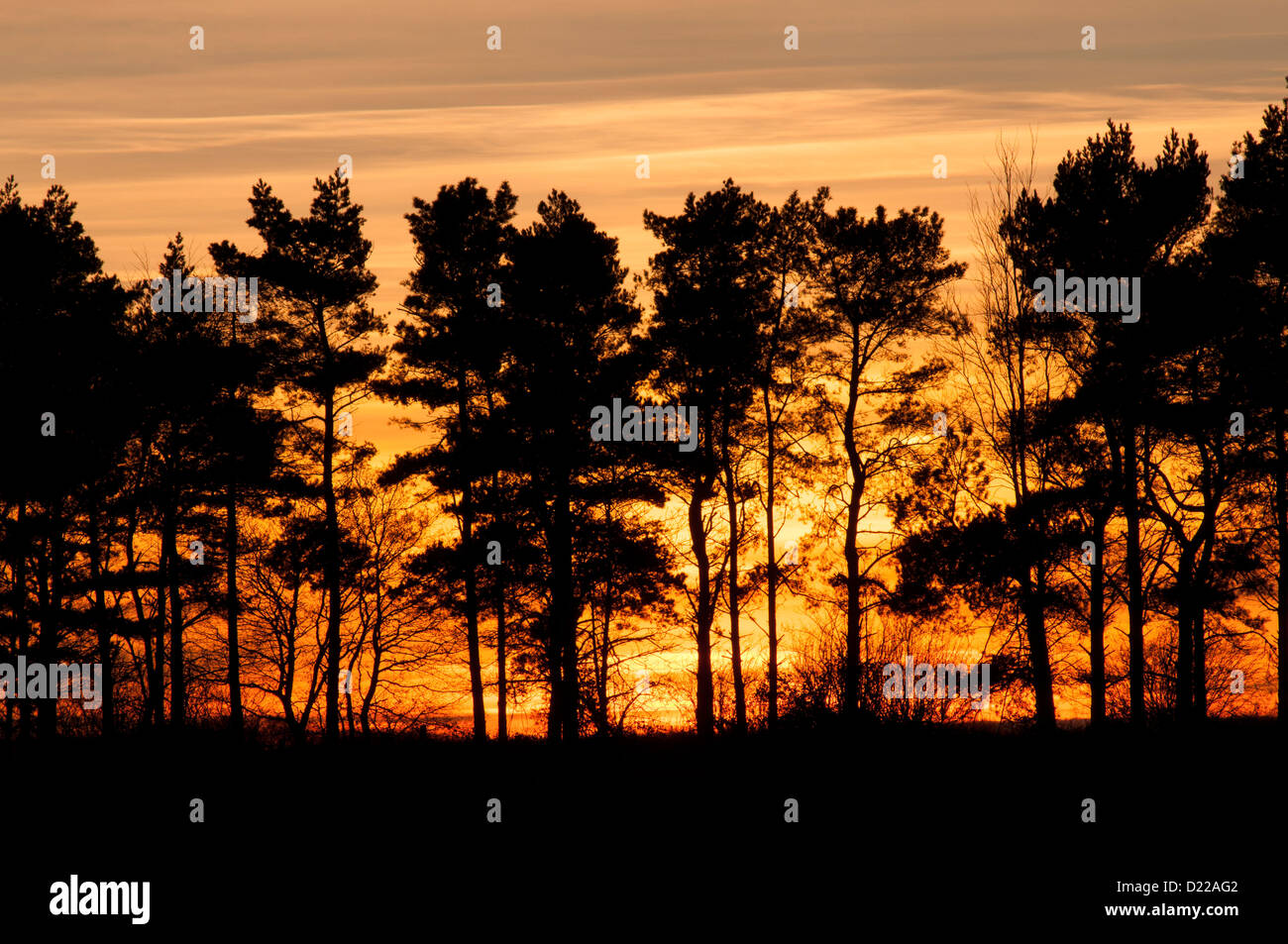Sunset through trees Stock Photo - Alamy