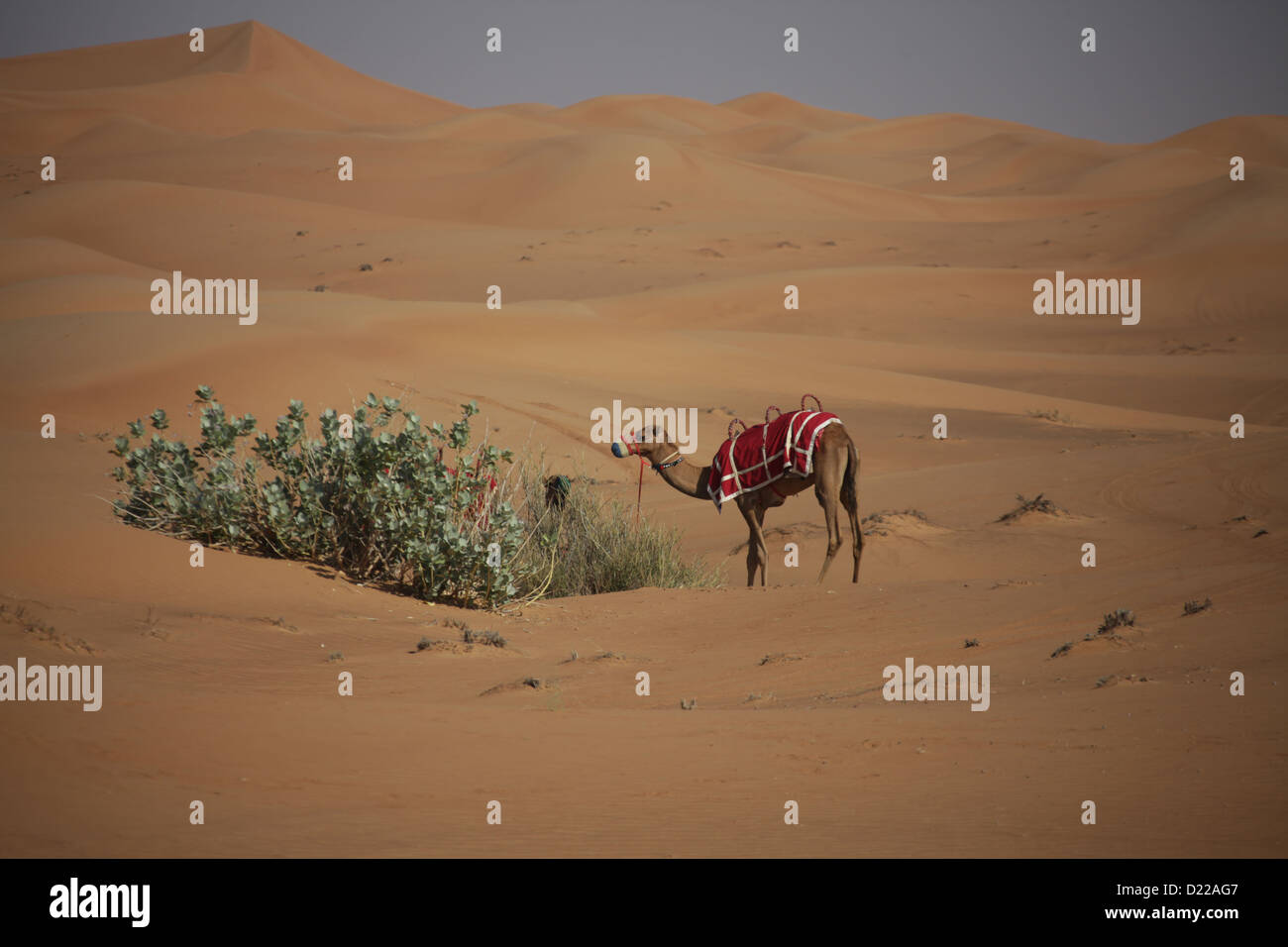 outdoor shot of desert Stock Photo - Alamy