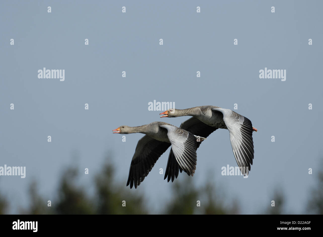 Graugans (Anser anser) Greylag Goose • Baden-Wuerttemberg; Deutschland ...