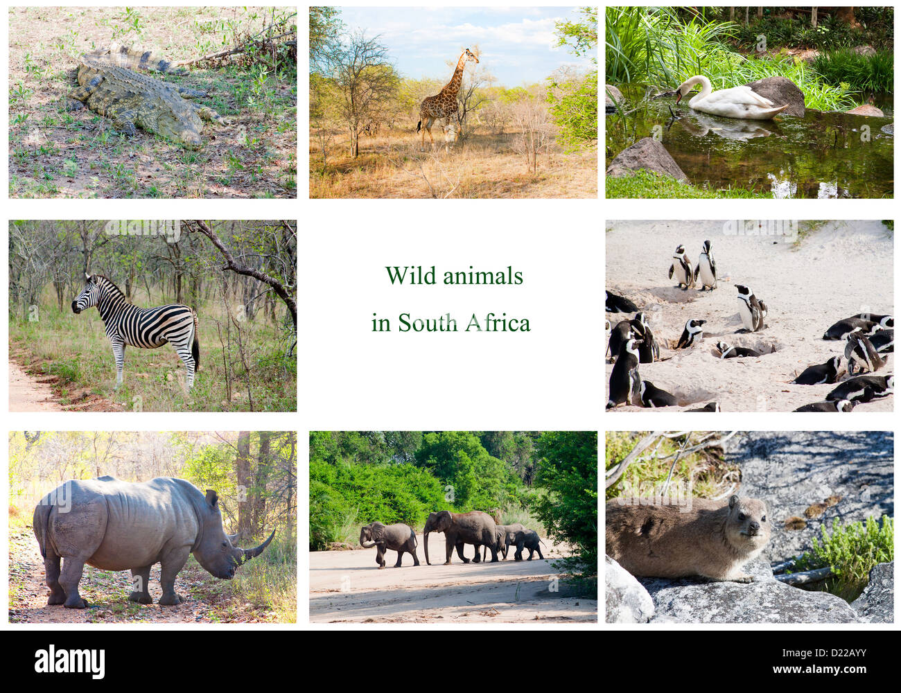 African wild animals collage, fauna diversity in Kruger Park, South ...