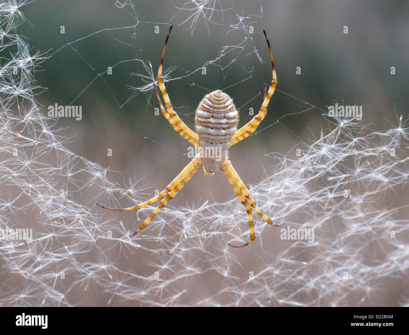 Spider and web Stock Photo - Alamy