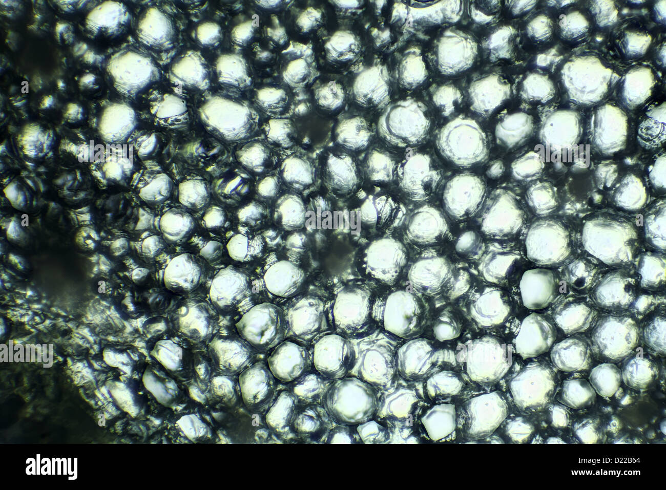 Kalanchoe under the microscope, background. (Kalanchoe Stock Photo - Alamy