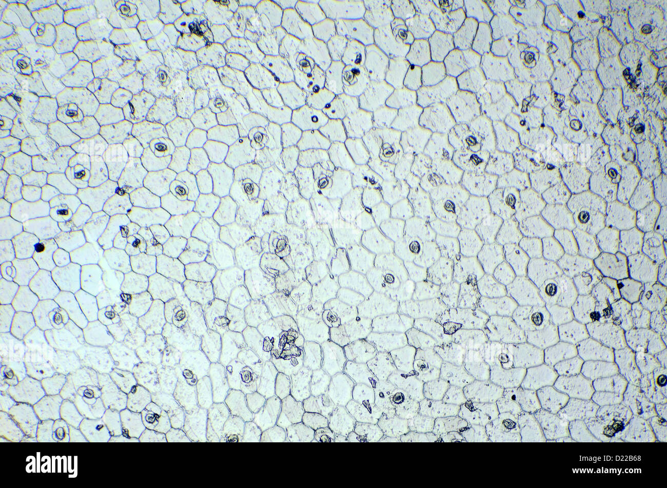 Kalanchoe under the microscope, background. (Kalanchoe Stock Photo - Alamy