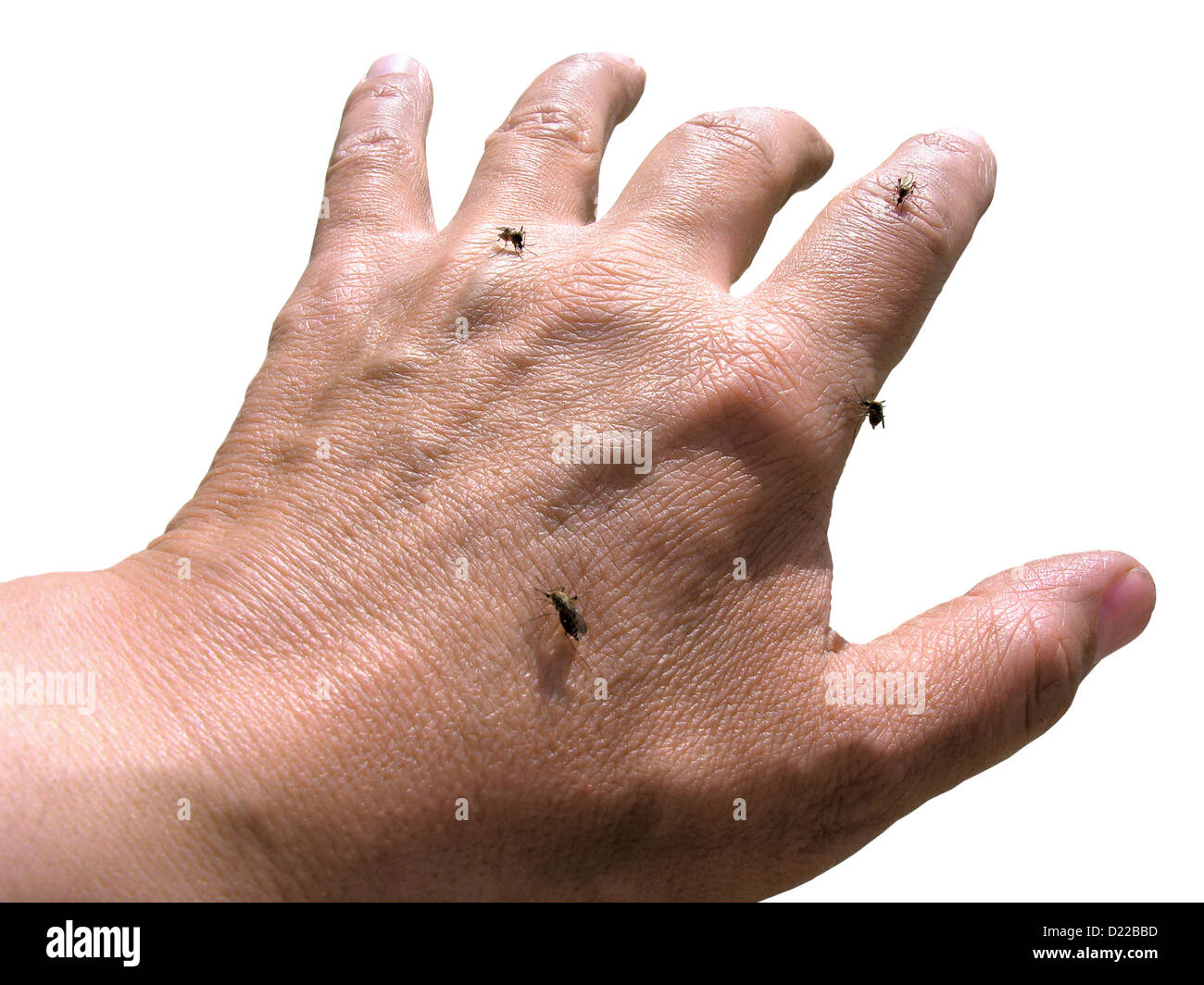 Anopheles mosquito on skin hi-res stock photography and images - Alamy
