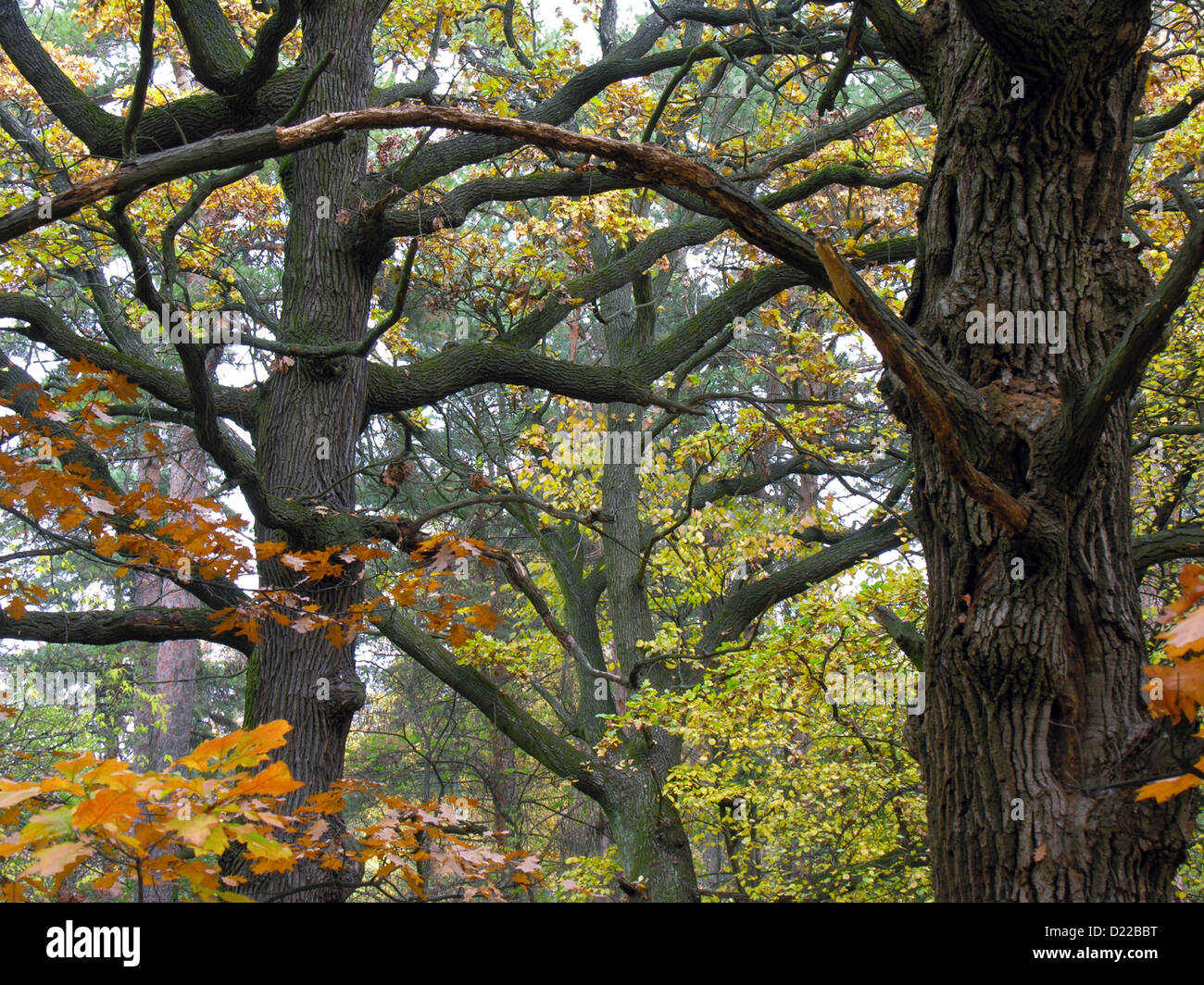 Old oak trees hi-res stock photography and images - Alamy