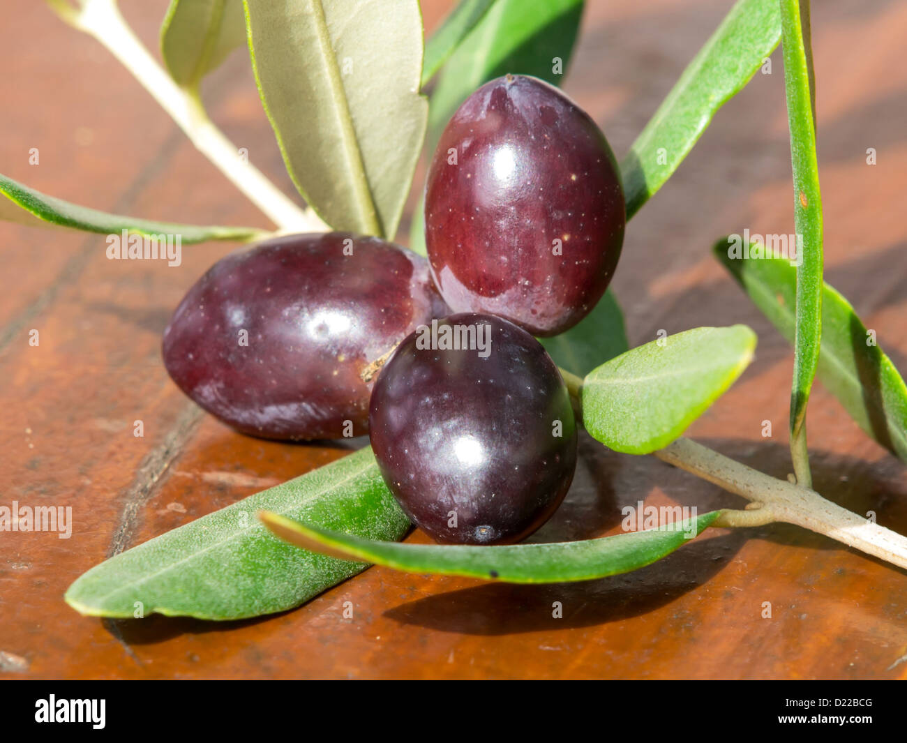 Olive garden restaurant table hi-res stock photography and images - Alamy