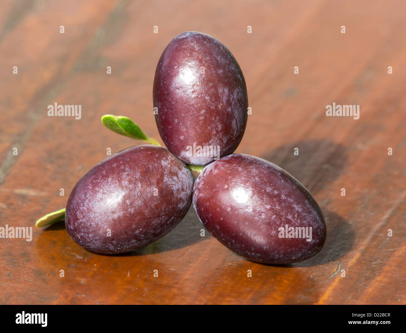 Olive tree label hi-res stock photography and images - Alamy