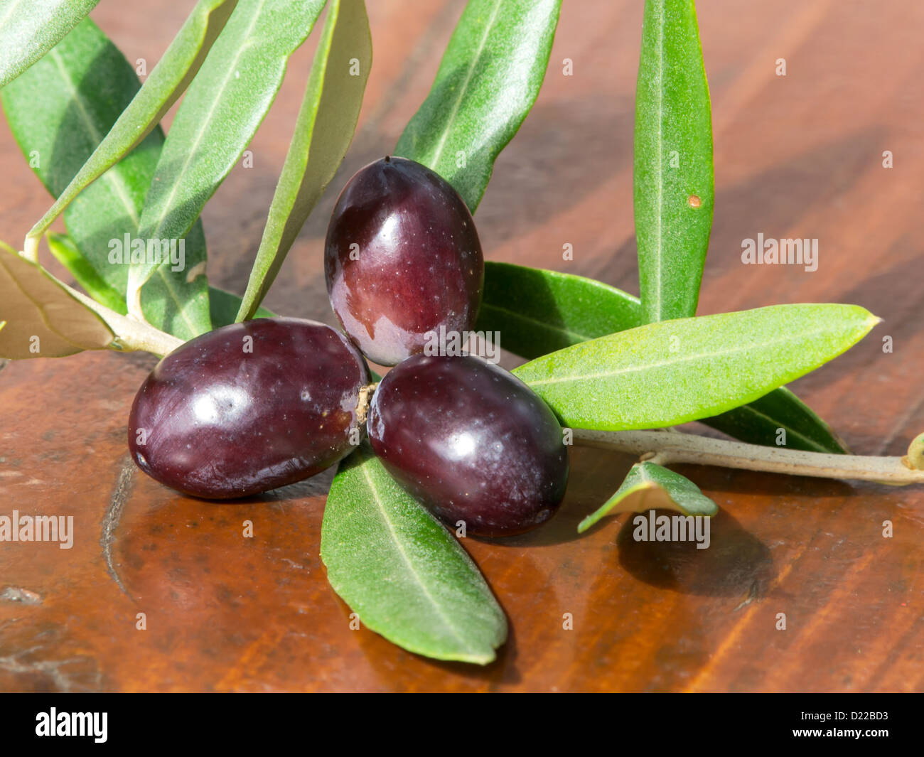 Olive tree label hi-res stock photography and images - Alamy