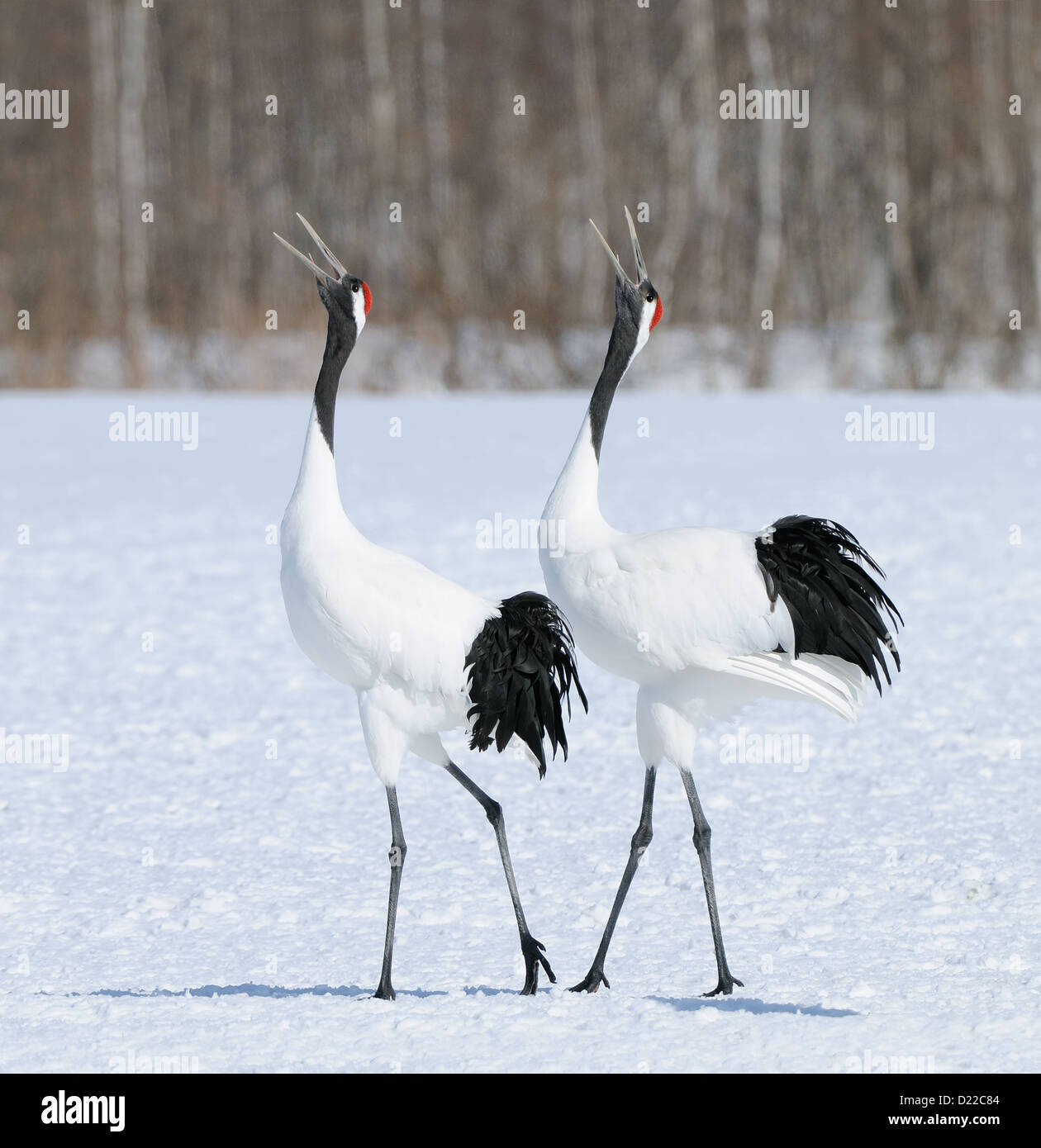 Two Red Crowned aka Japanese Cranes, Grus japonensis on a snowy field ...