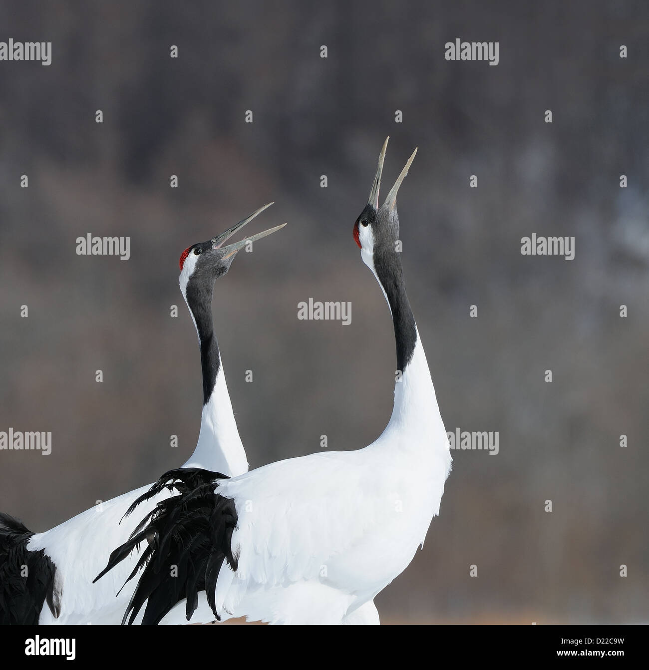 Two crowned fish hi-res stock photography and images - Alamy