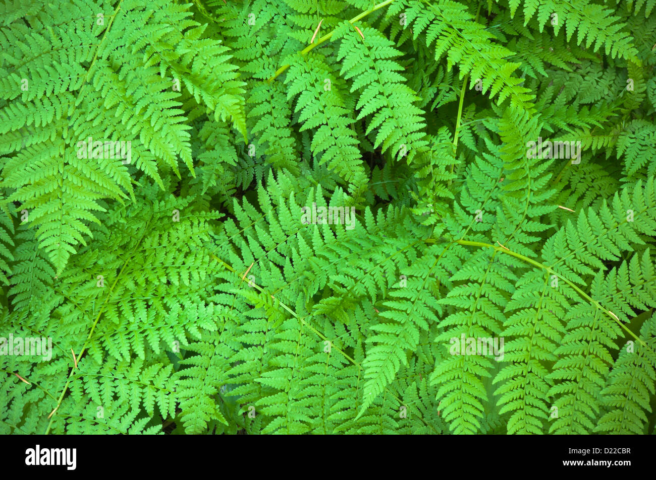 Forest ferns in the Okanogan-Wenatchee National Forest, Washington, USA ...