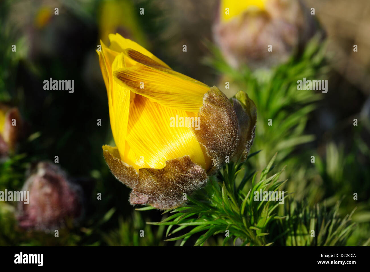 Adonisroeschen hi-res stock photography and images - Alamy