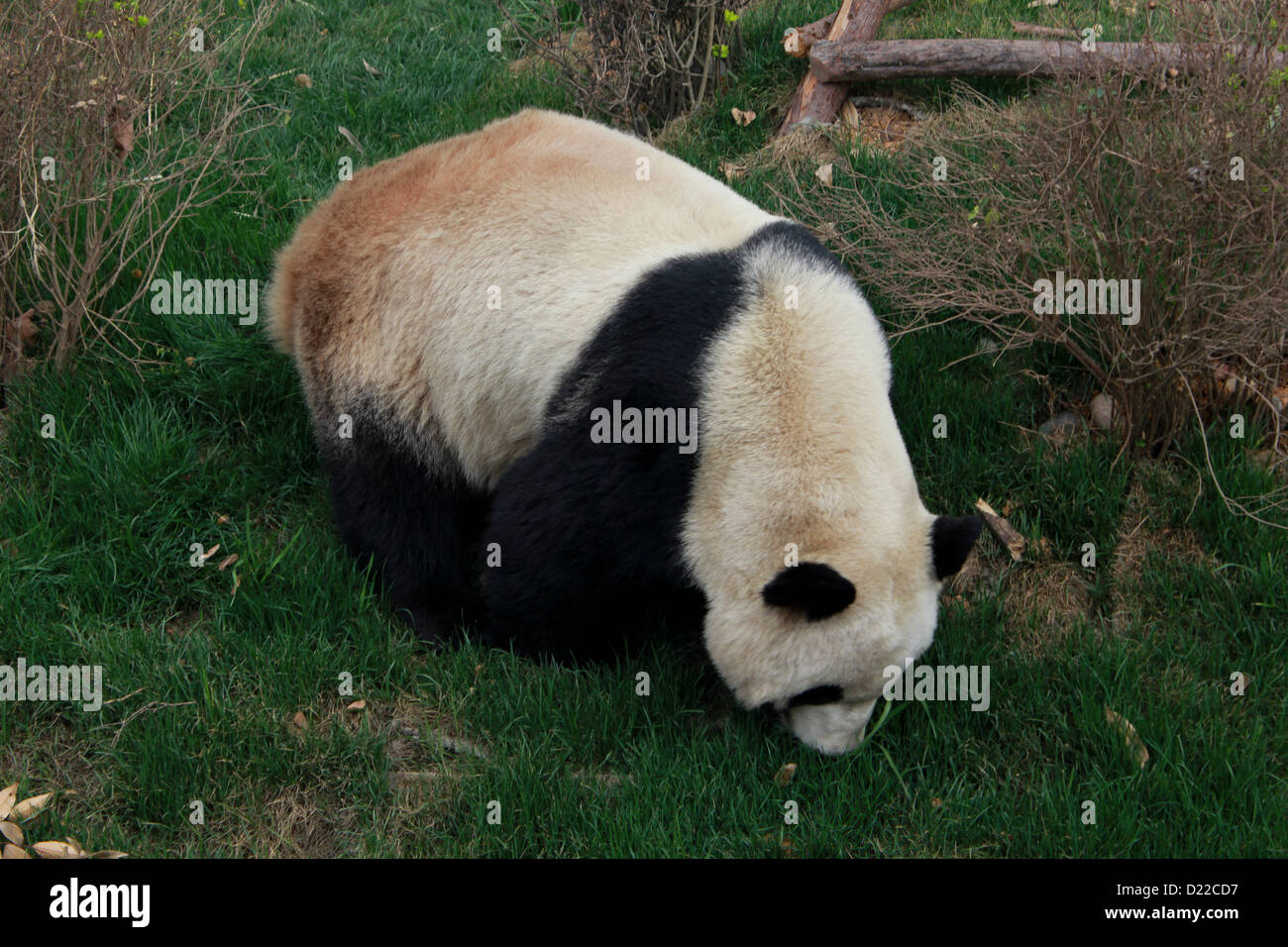 A panda at the Chengdu Panda Research Base, China Stock Photo - Alamy