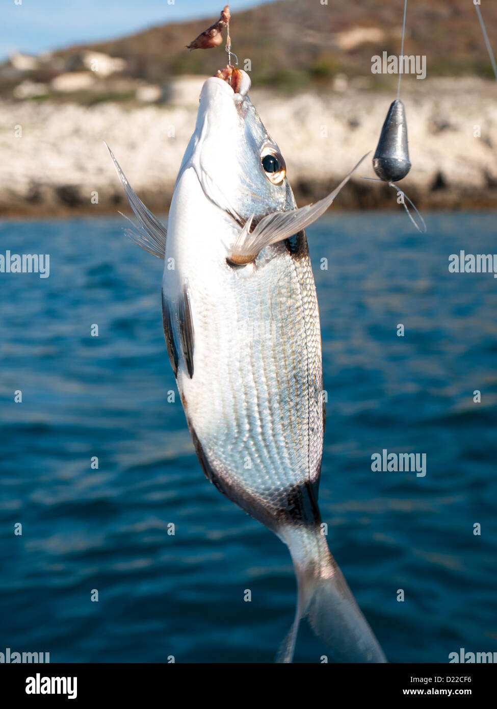 fish on the hook with bait Stock Photo - Alamy