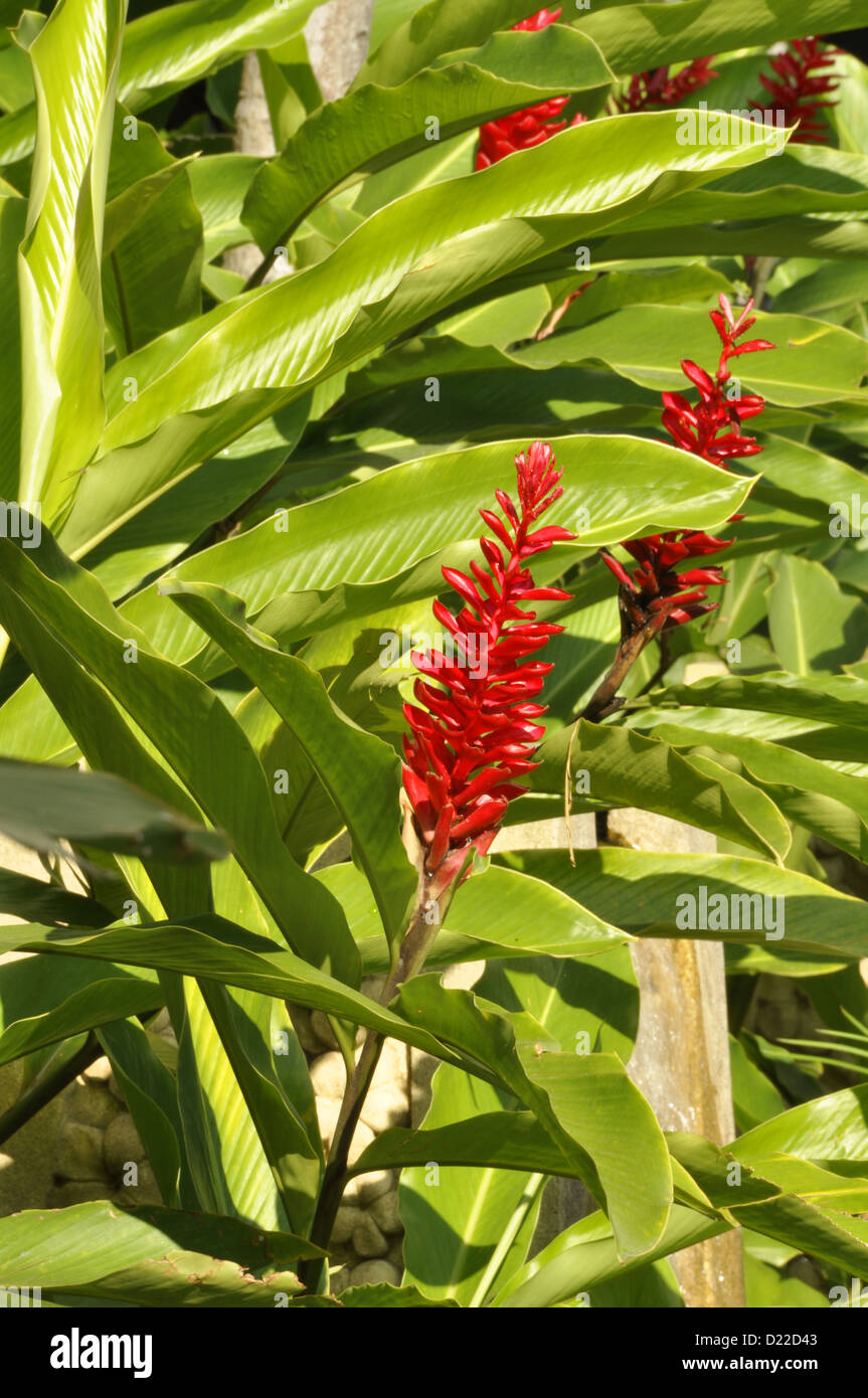 Red Ginger (Alpinia purpurata Stock Photo - Alamy