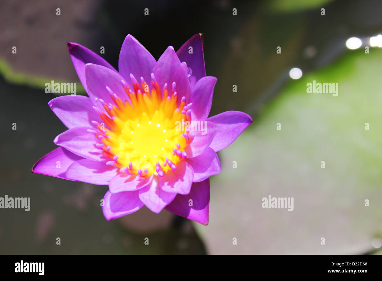 Purple lotus one beautiful flower hi-res stock photography and images ...