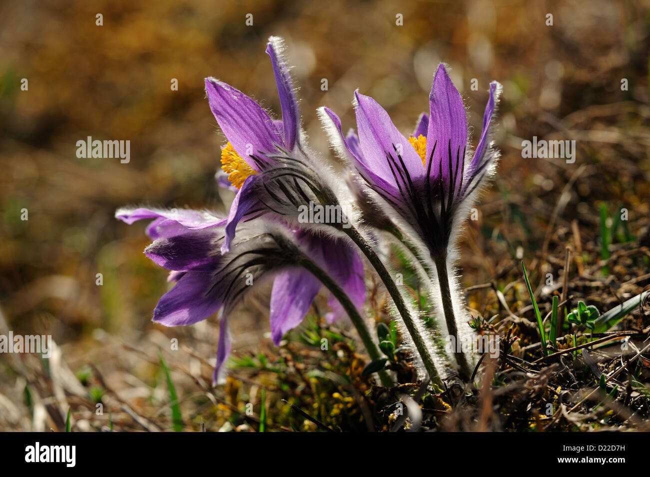 Gemeine Kuechenschelle (Pulsatilla vulgaris) Pasque Flower • Bayern ...