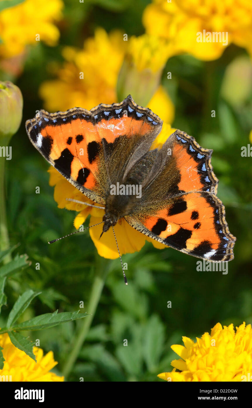 small tortoiseshell butterfly Stock Photo - Alamy
