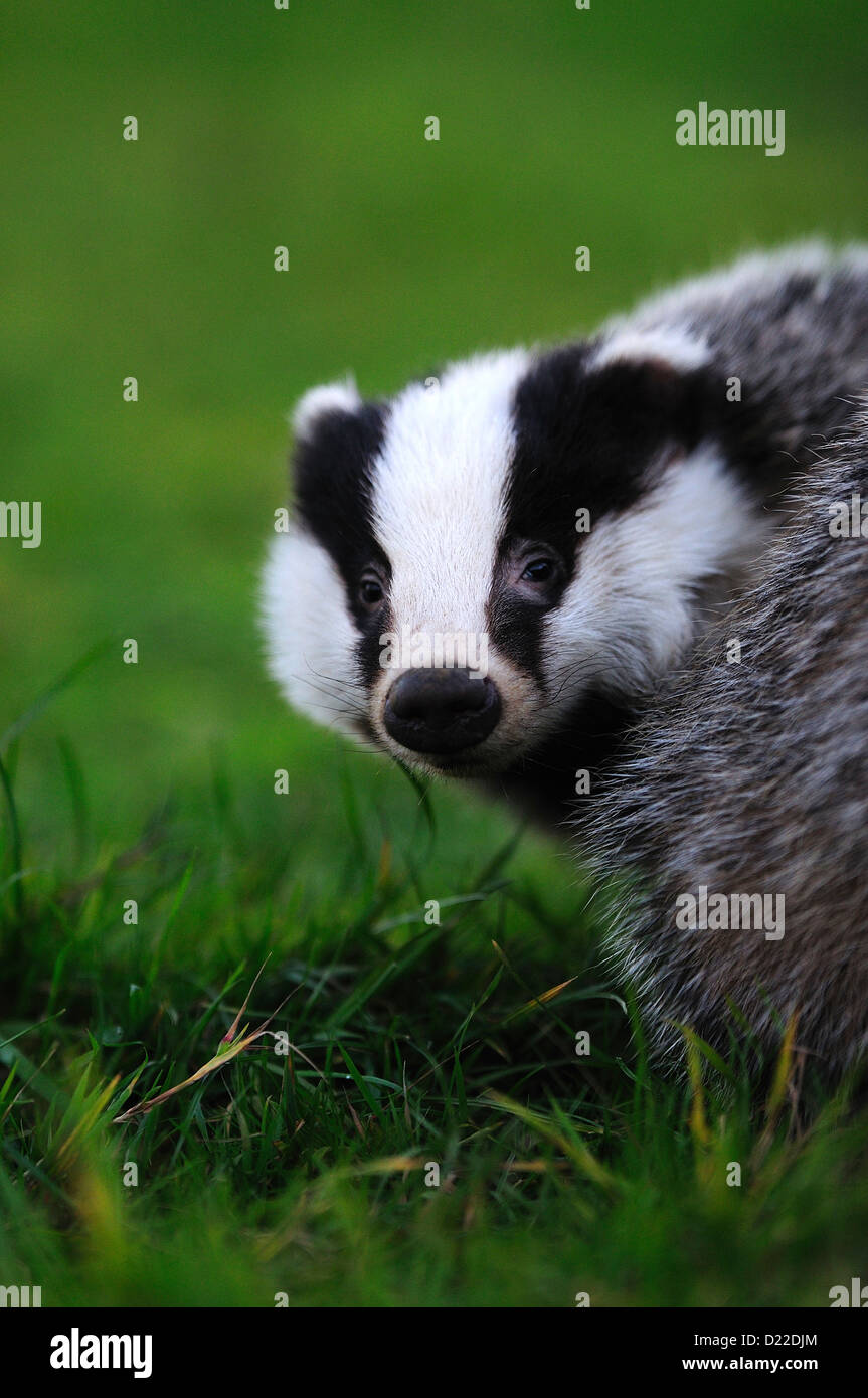 Black head with white stripe hi-res stock photography and images - Alamy