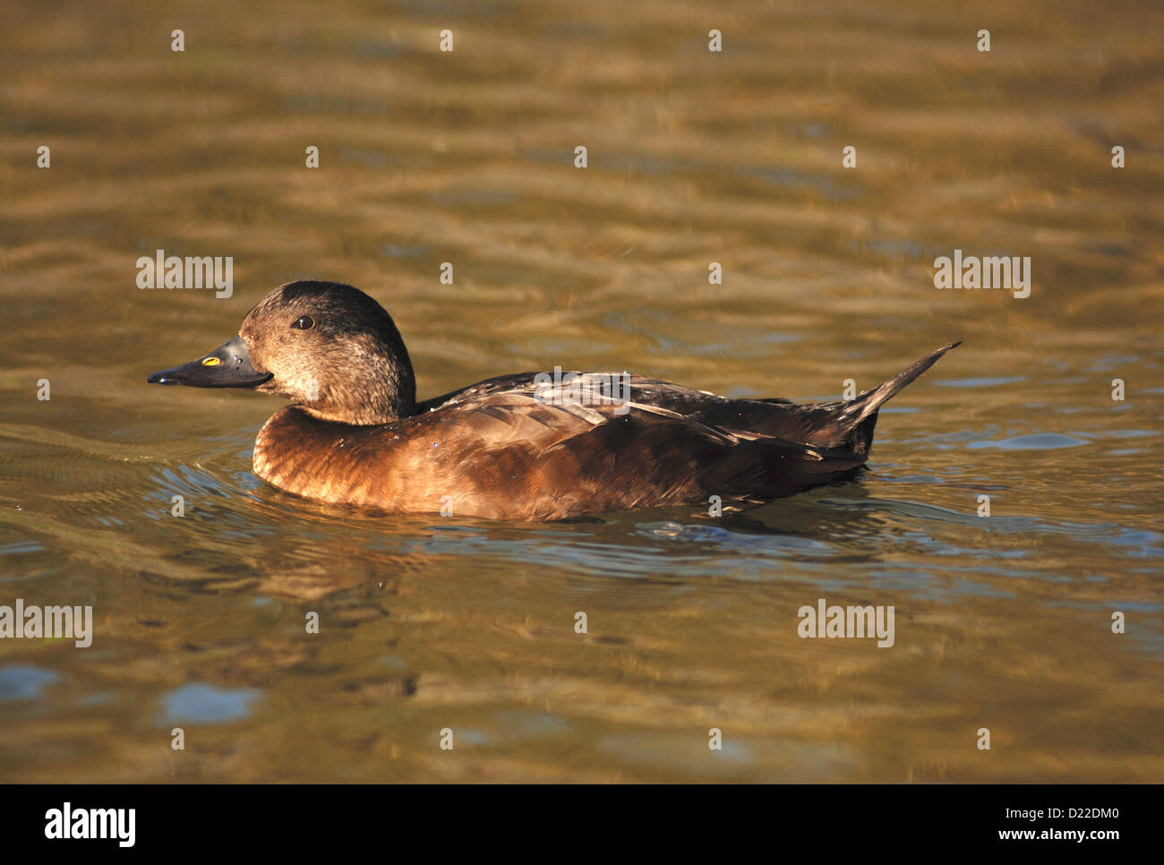 Common scoter duck hi-res stock photography and images - Alamy