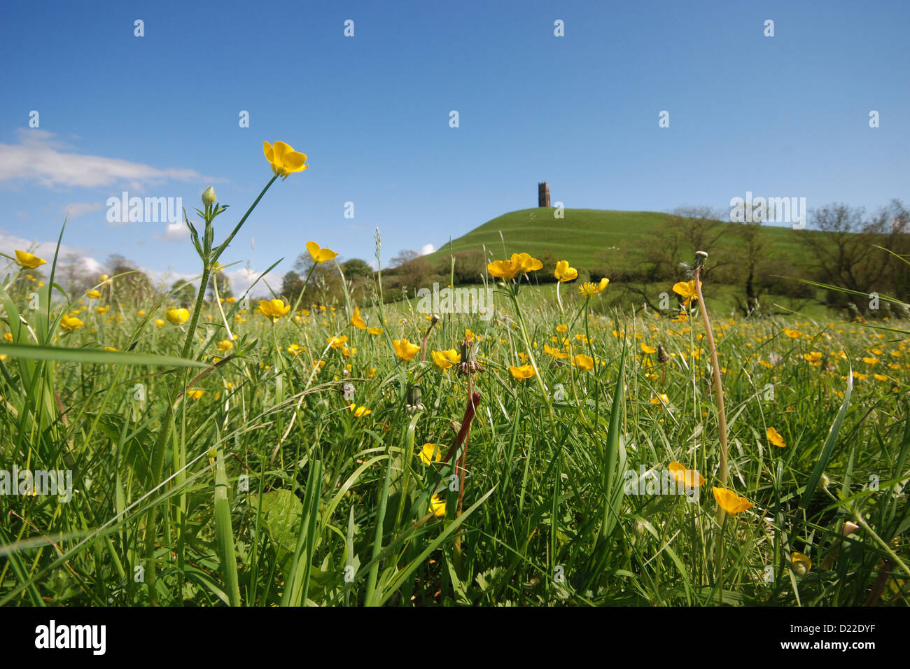 Buttercup field in front of Glastonbury Tor Stock Photo - Alamy
