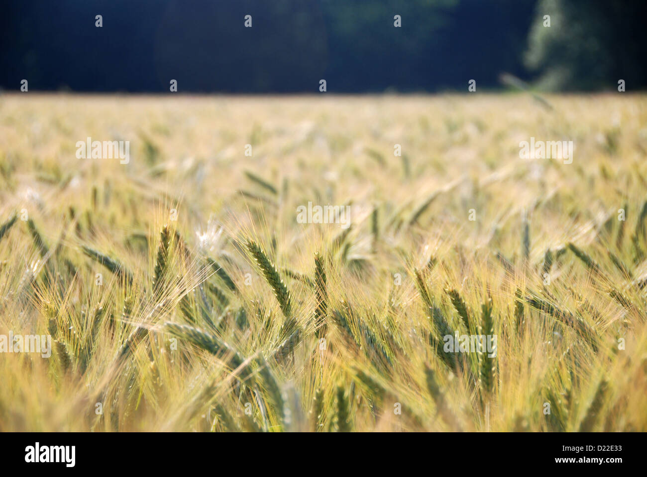 Rye growing in a field in summer Stock Photo - Alamy