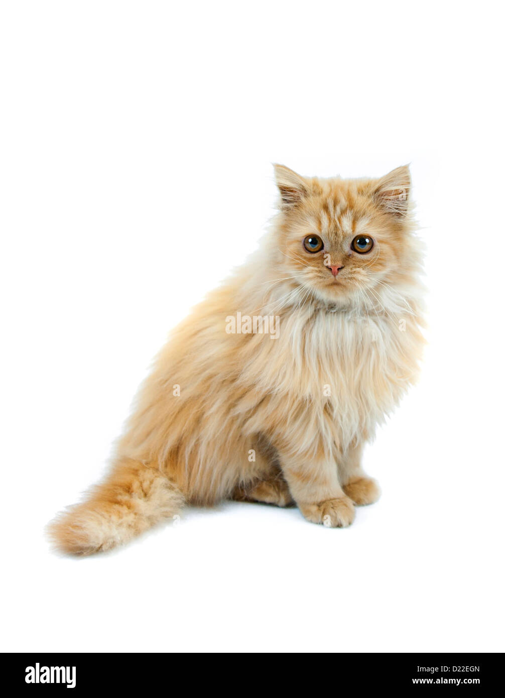 Long haired persian cat Cut Out Stock Images & Pictures - Alamy