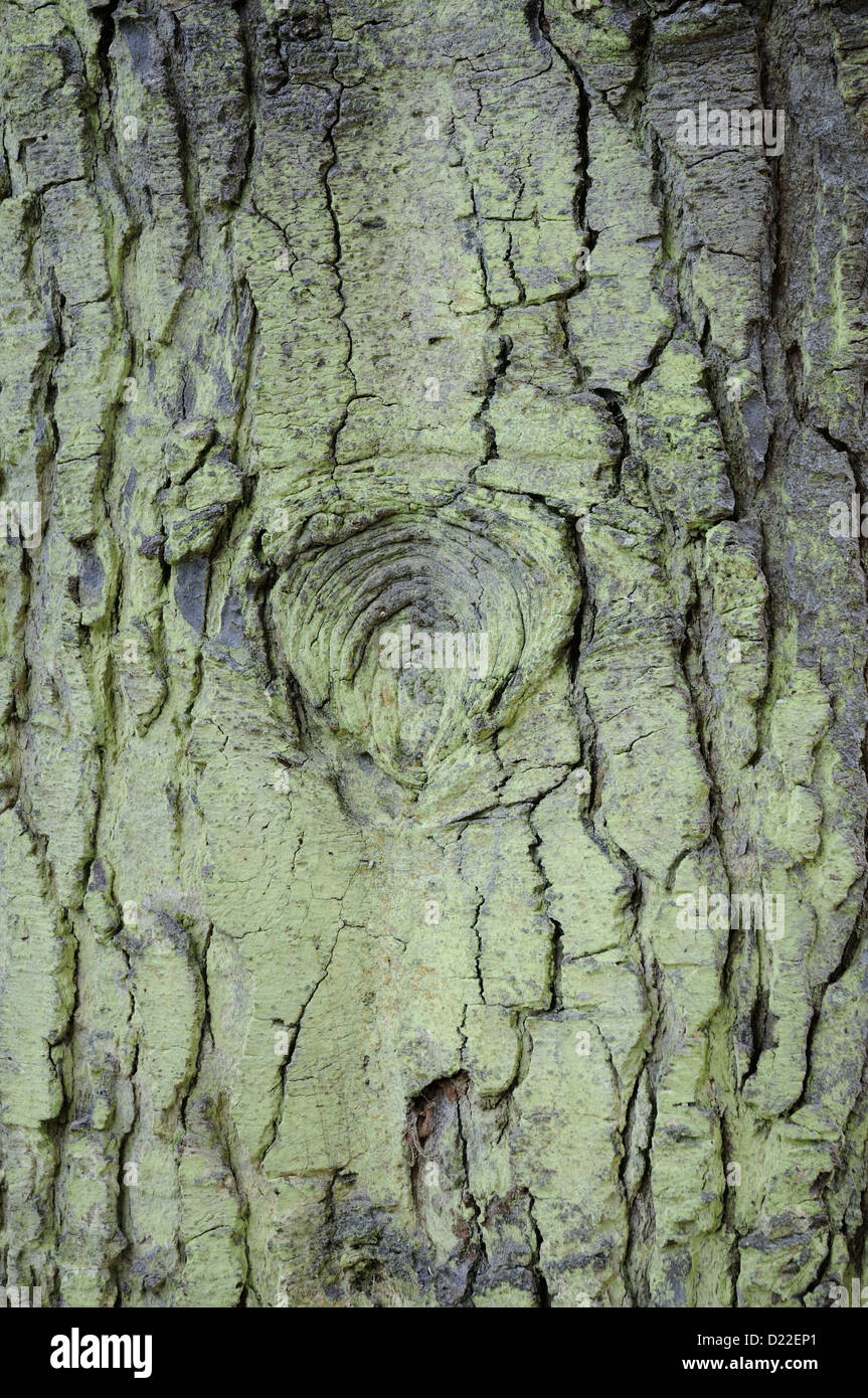 Tree bark knot hi-res stock photography and images - Alamy