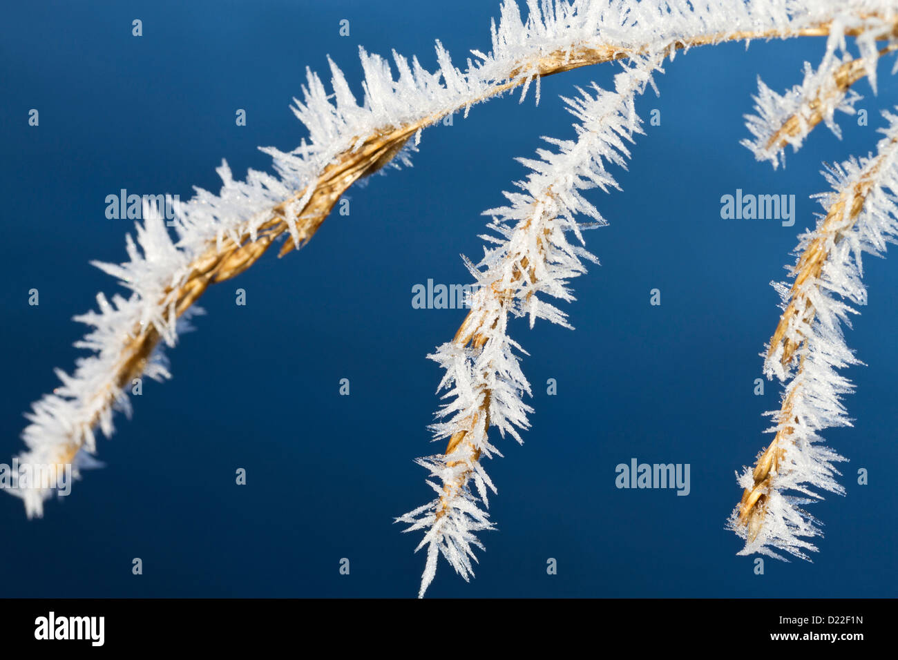 Hoarfrost hi-res stock photography and images - Alamy