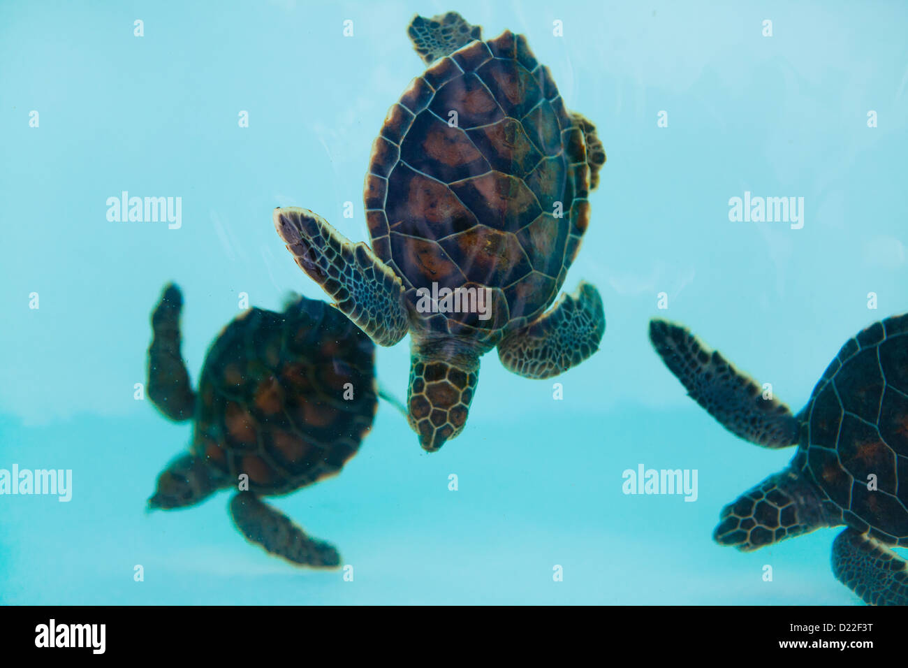 Three baby turtles swimming in water Stock Photo - Alamy