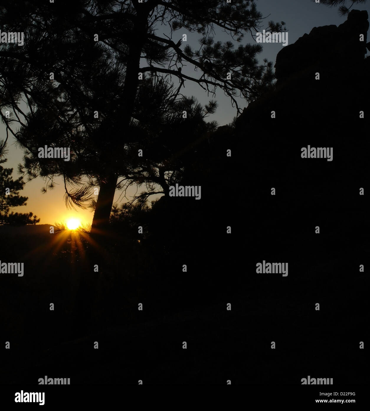 Sunset star view black pine tree growing side of Lover's Leap crags ...