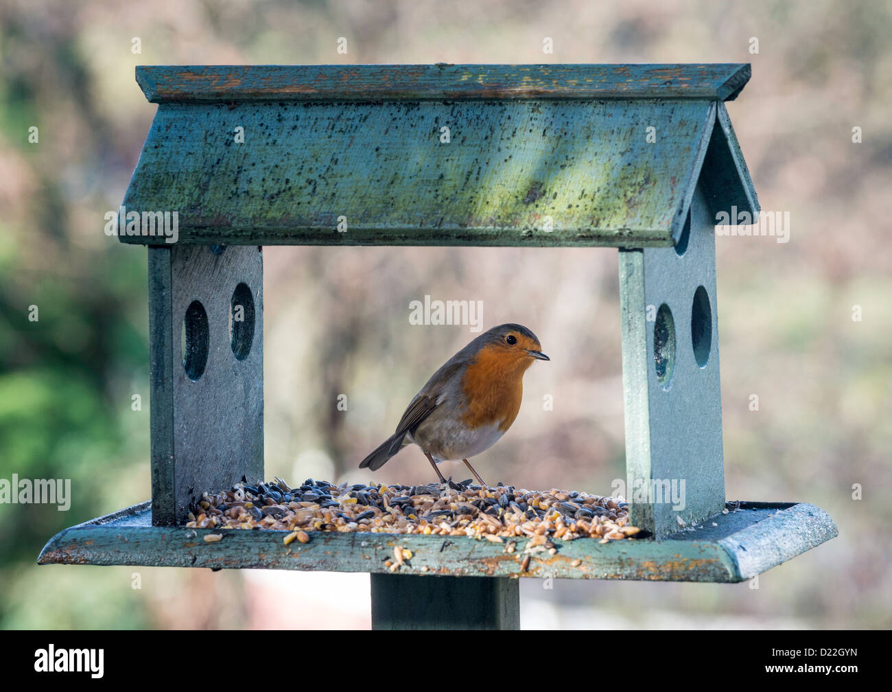 Robin Bird Table High Resolution Stock Photography and Images - Alamy