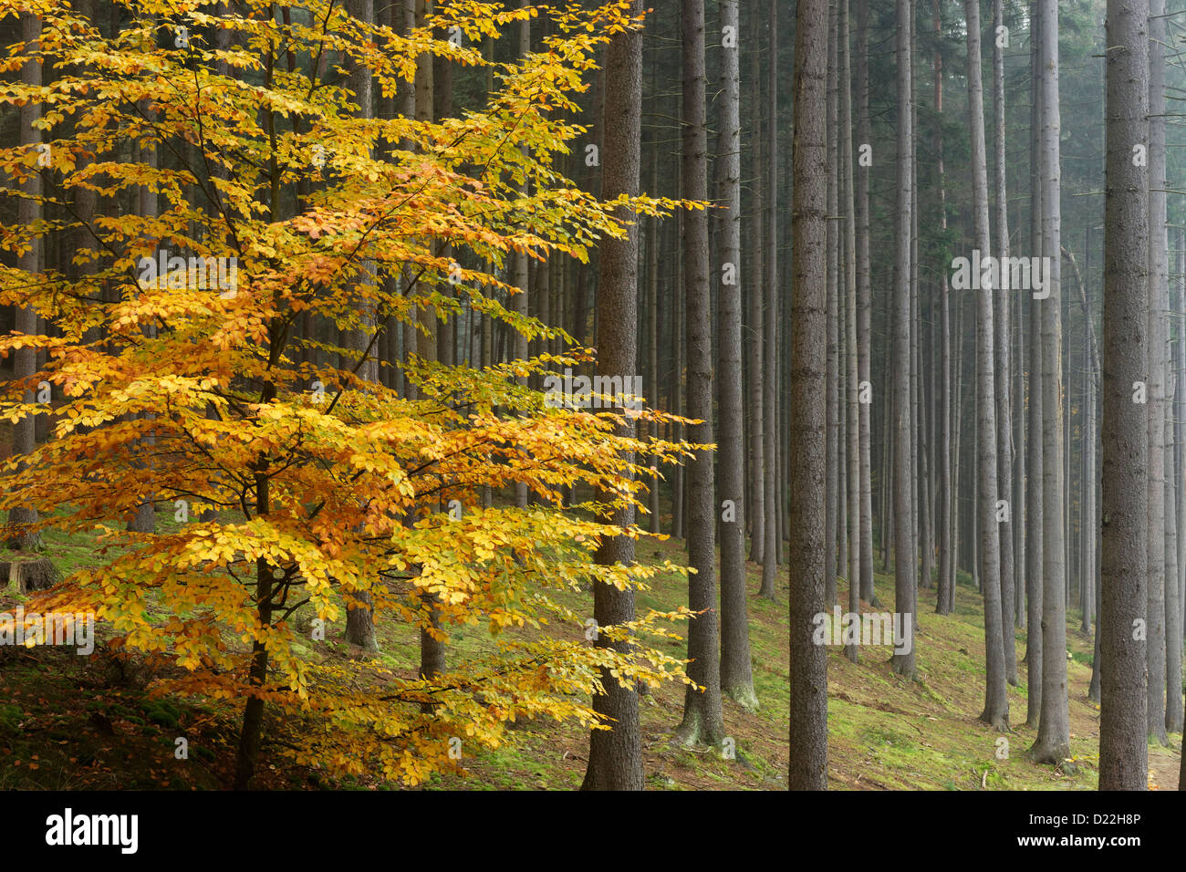 Beech tree and pine woods at Hruboskalsko, Cesky raj, East Bohemia ...