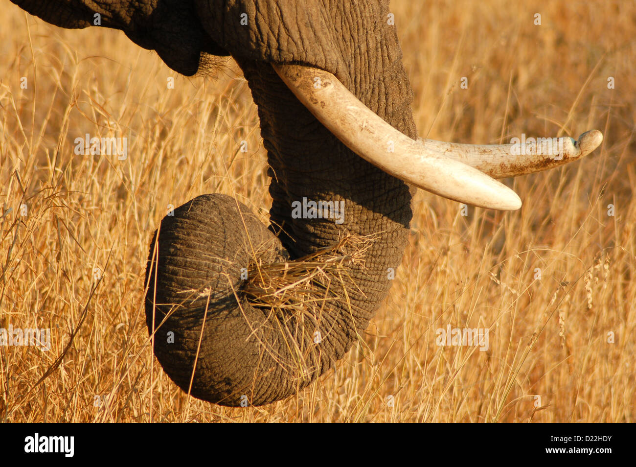 Close up African Elephant tusk and trunk with grass Stock Photo - Alamy