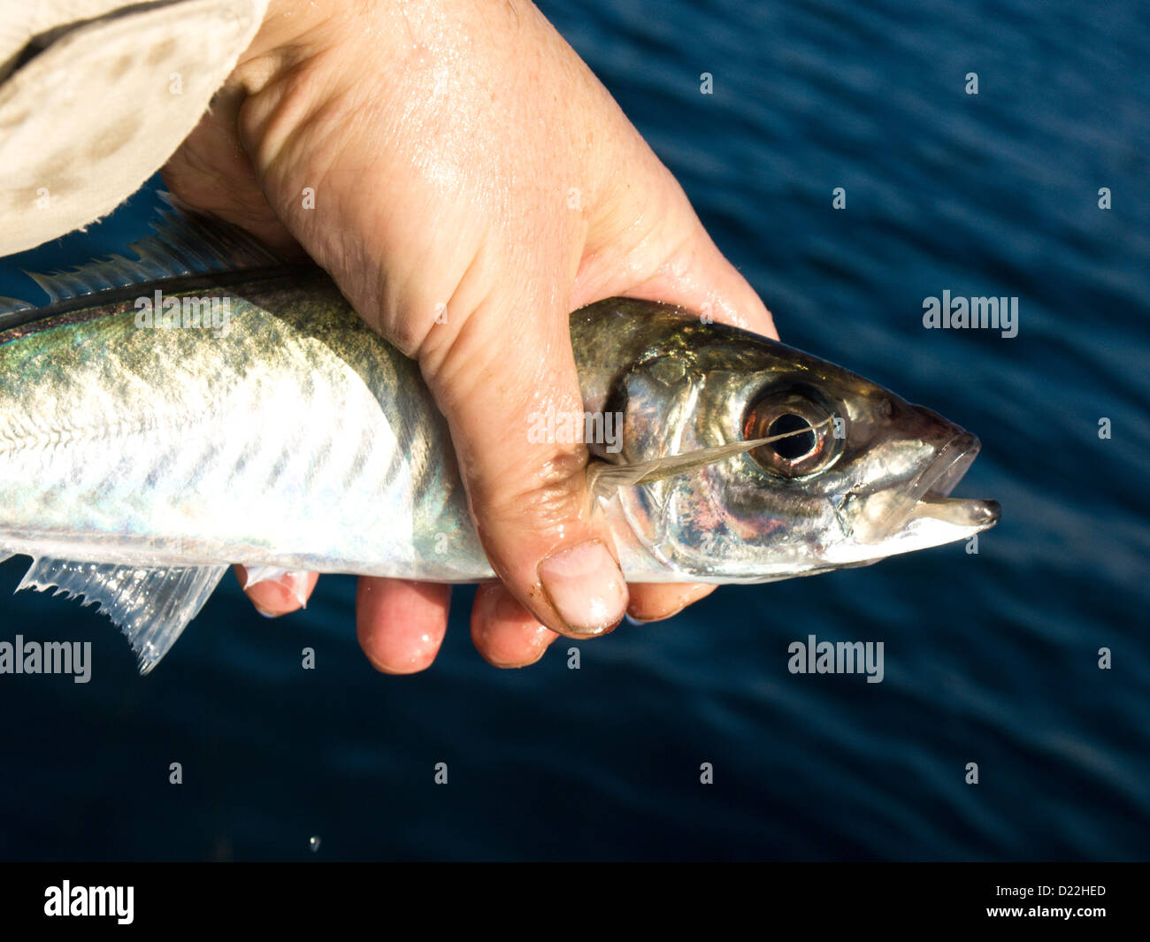Freshwater fish with big scales hi-res stock photography and images - Alamy