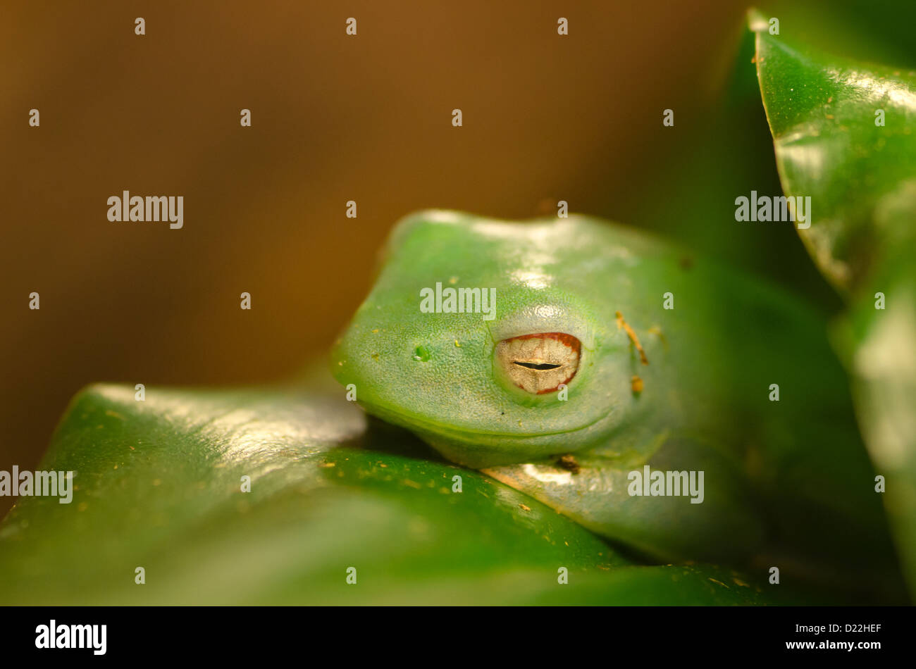 Leaf sleeping boophis luteus green hi-res stock photography and images ...